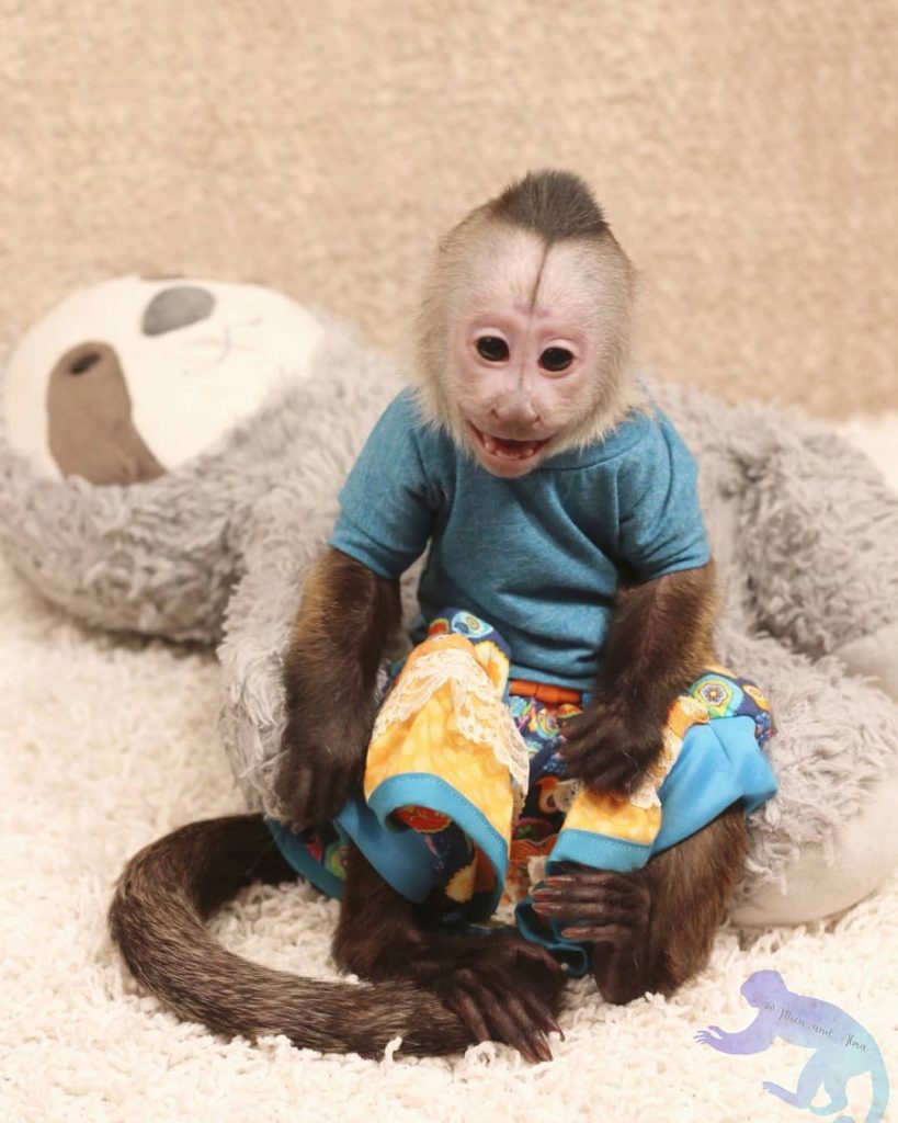 Female White Face Capuchin Monkey - Prety Exotics