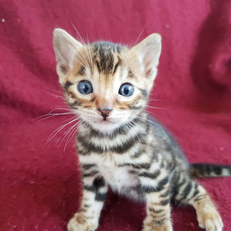 Male Russian Blue kitten - Prety Exotics